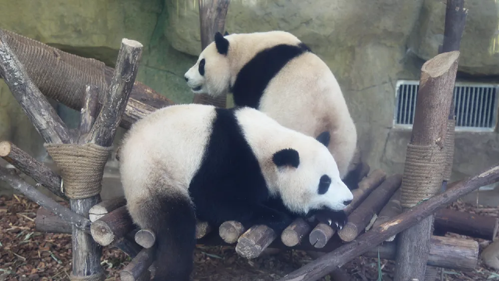 Chengdu Panda Base A Must Visit for Panda Lovers | China Voyage