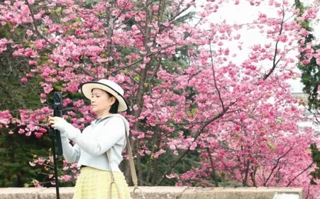 Spring Travel Trends in Kunming: A Blossoming Chance | China Voyage